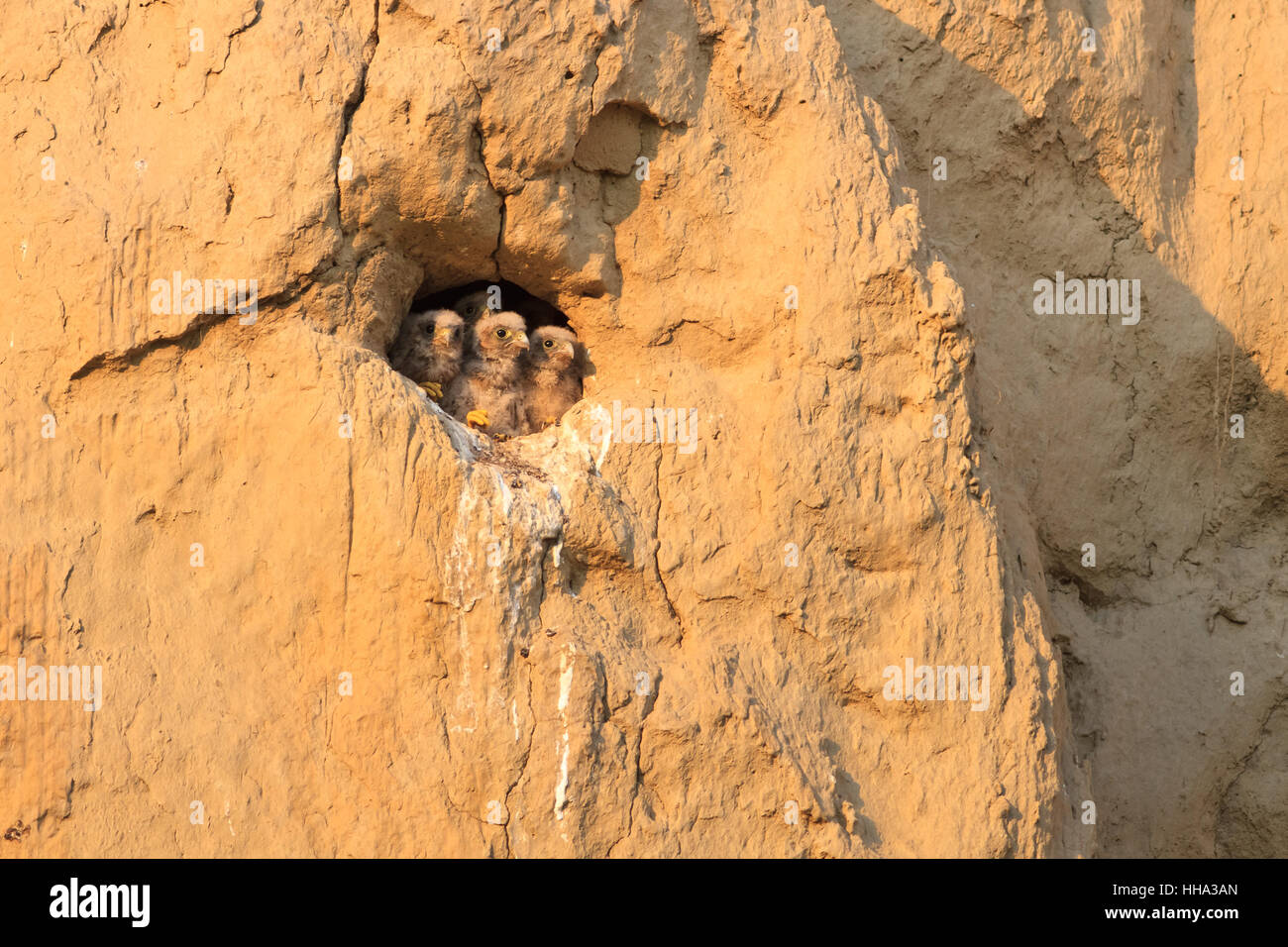 bird, wildlife, chicken, kestrel, common, conjunct, nature, profile ...