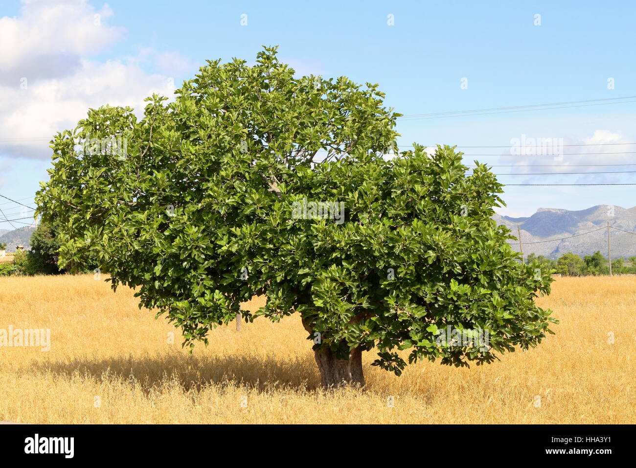 tree in corn field Stock Photo - Alamy