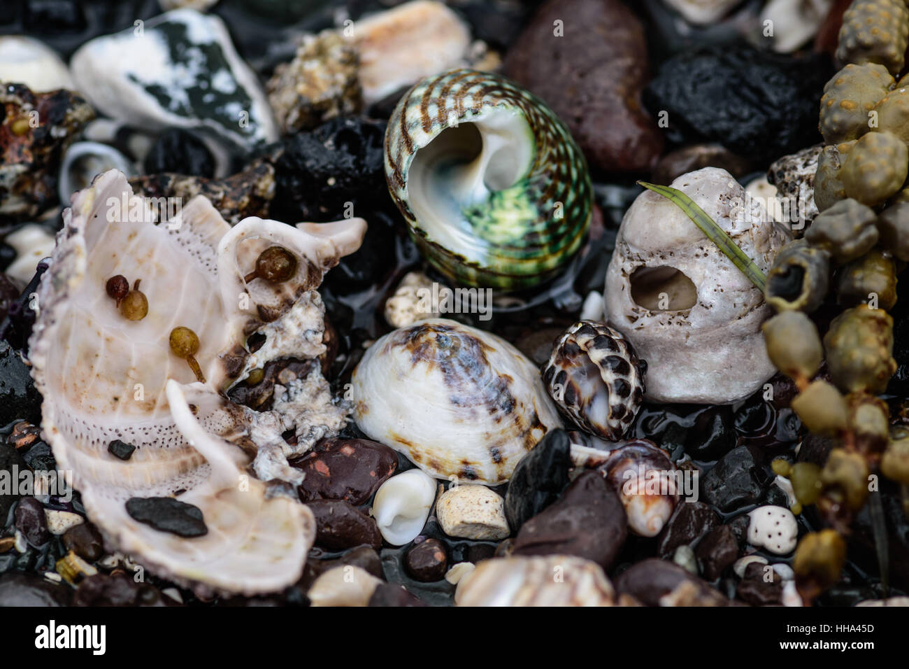 colored stones shells and seaweed on the shore, abstract nature ...
