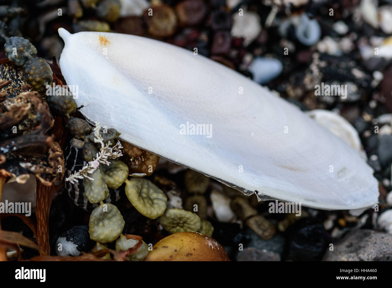 Beach stones and shells hi-res stock photography and images - Alamy