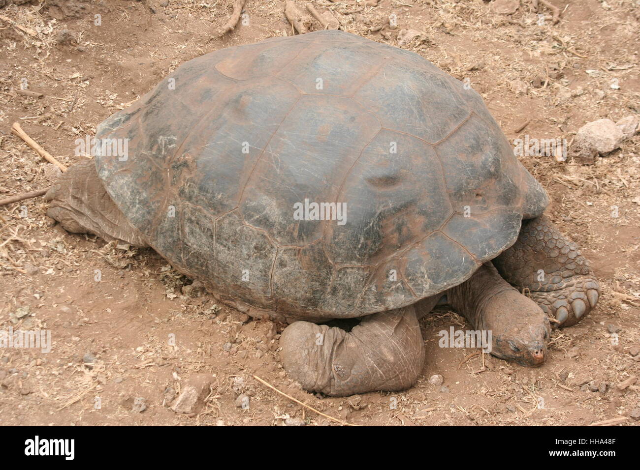 travel, giant, america, tourist, south, islands, wildlife, latin ...