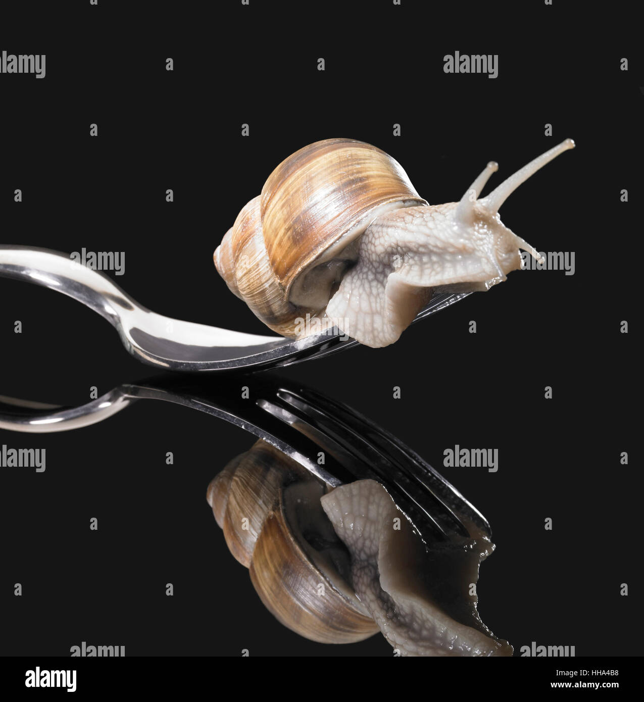 snail, edible snail, snail shell, fork, gastropod, motion, postponement ...