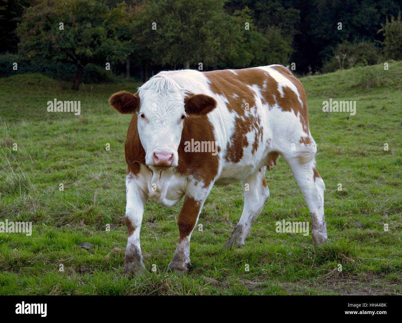 look, glancing, see, view, looking, peeking, looking at, cow, dairy ...