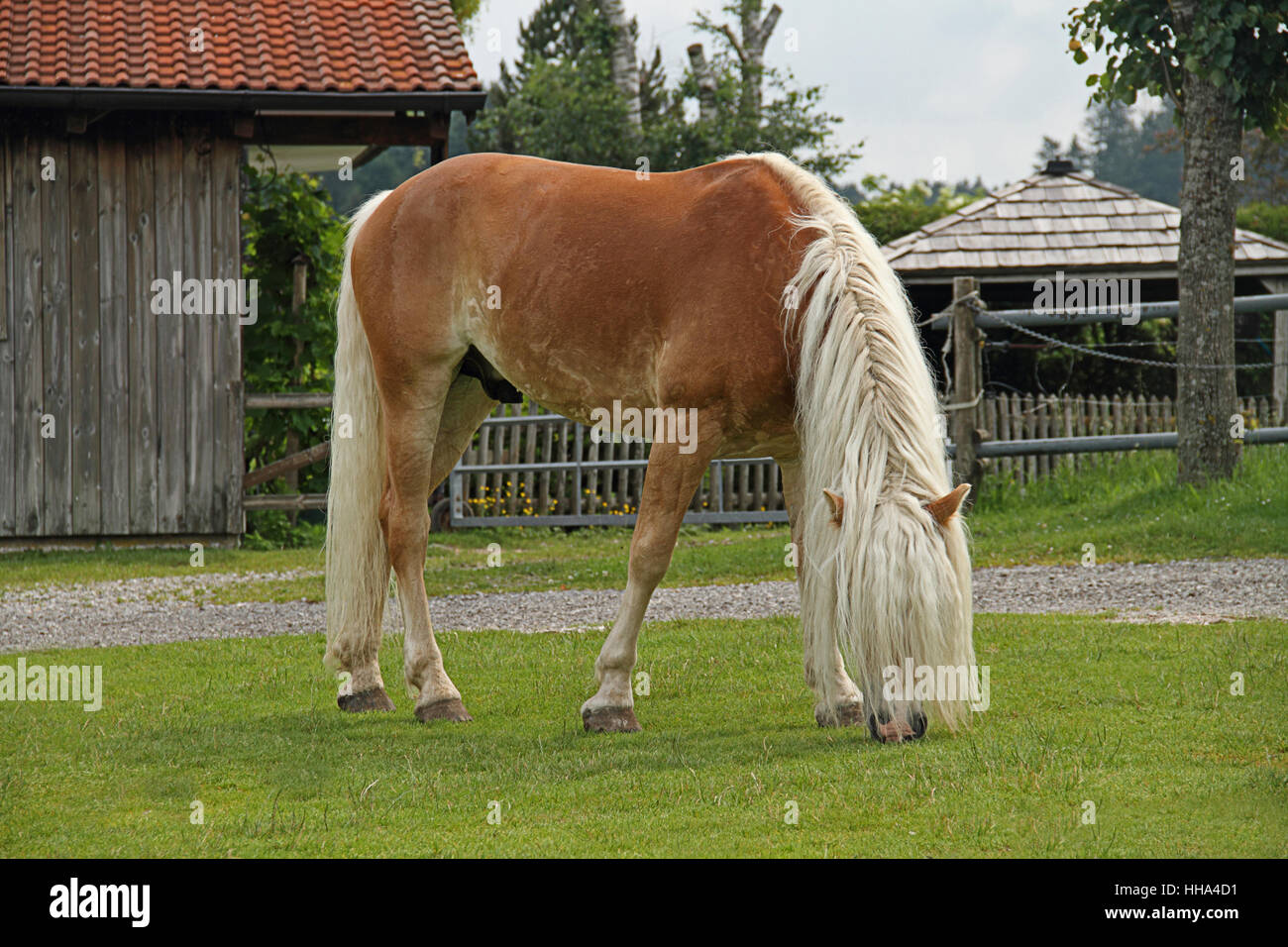 bucolic, horse, farm, leisure sport, haflinger horse, breeding horse ...