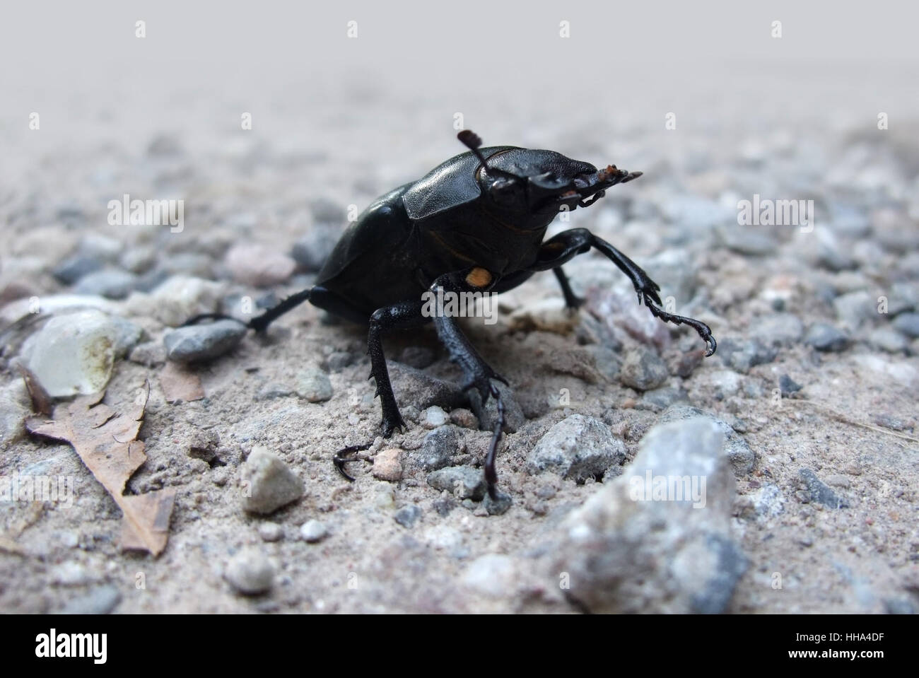 low angle closeup shot of a female stag beetle on stony ground Stock ...