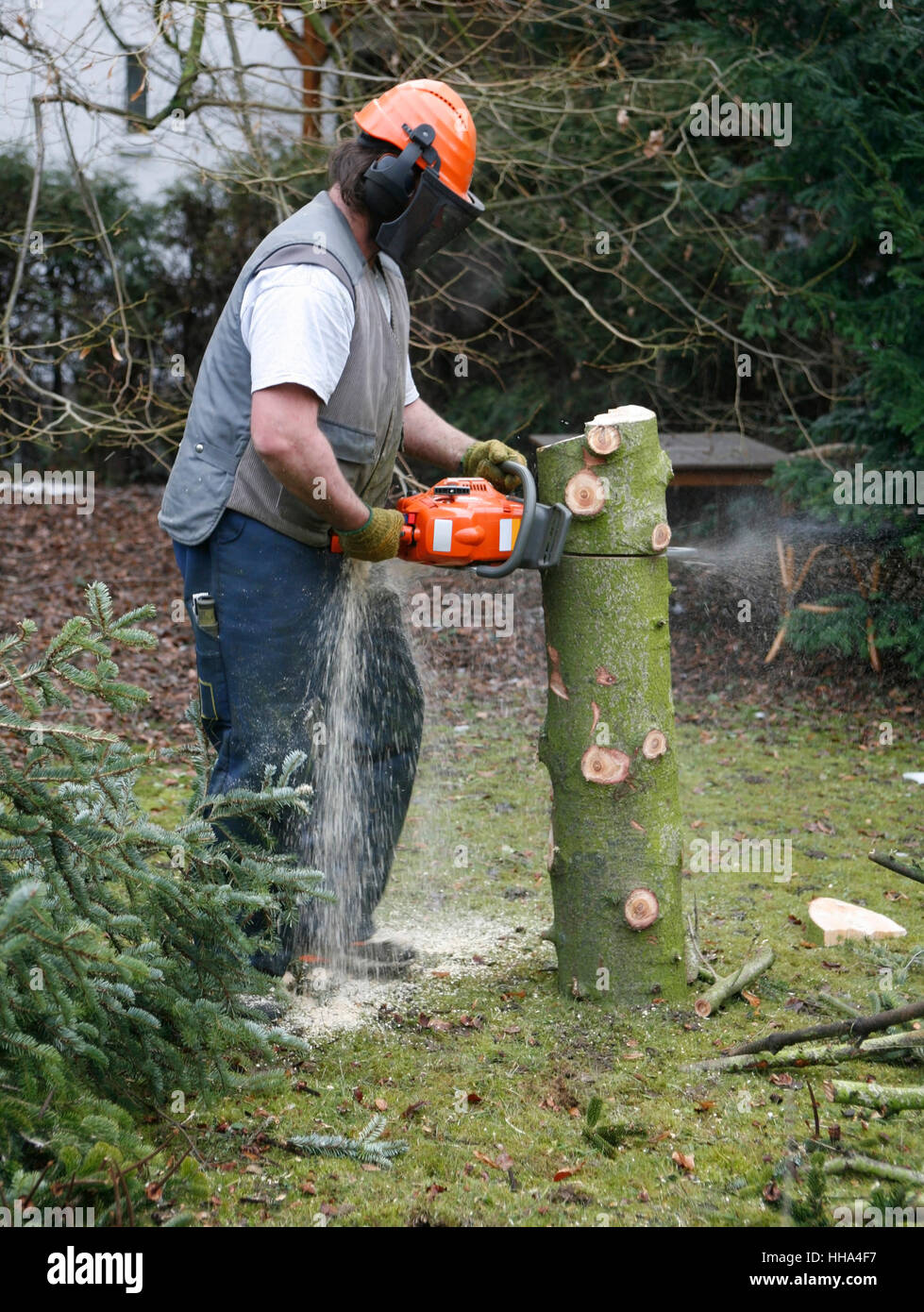 wood, drop, woodworking, tear down, lumberjack, forest, trunk ...