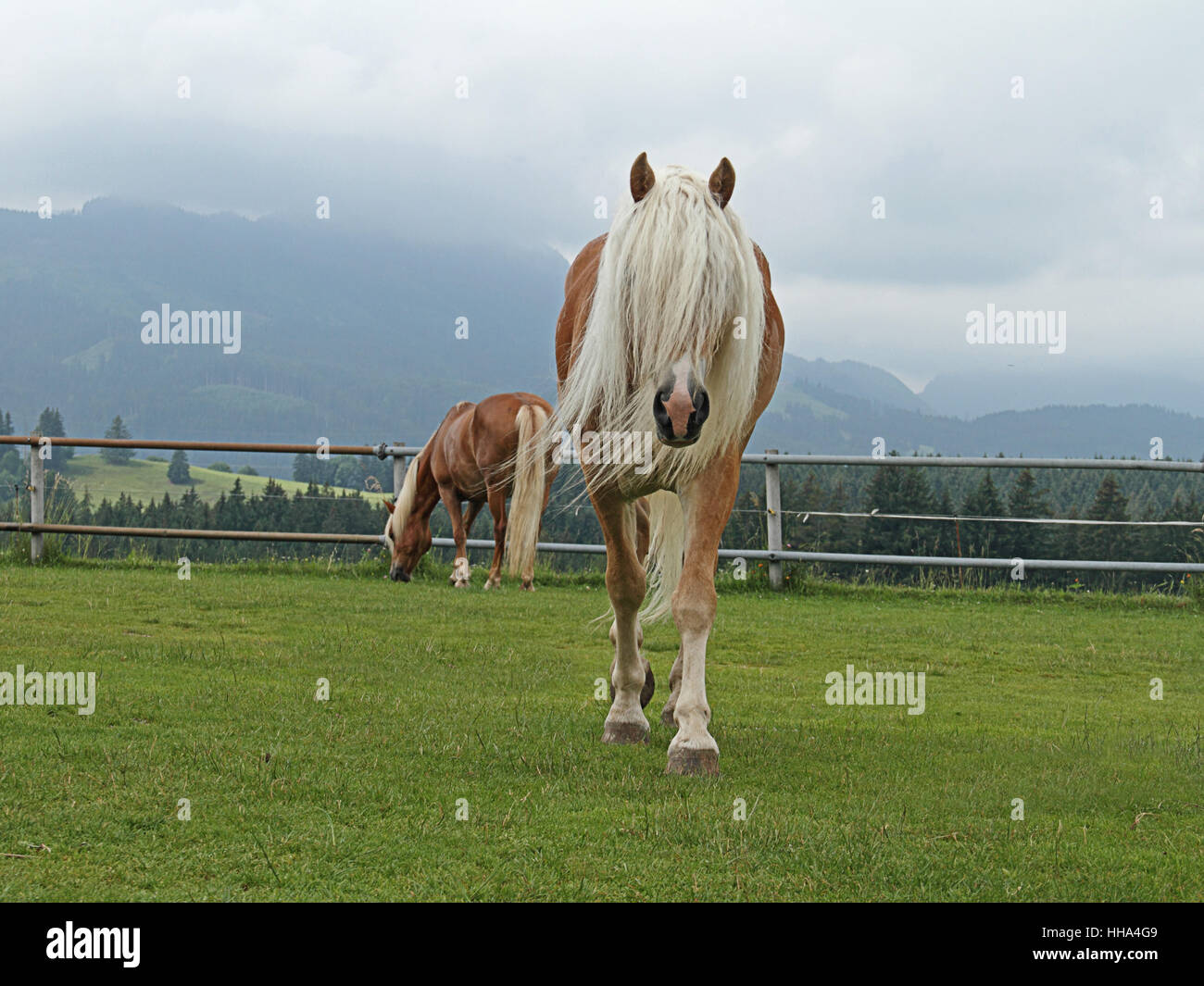 bucolic, horse, farm, leisure sport, haflinger horse, breeding horse ...