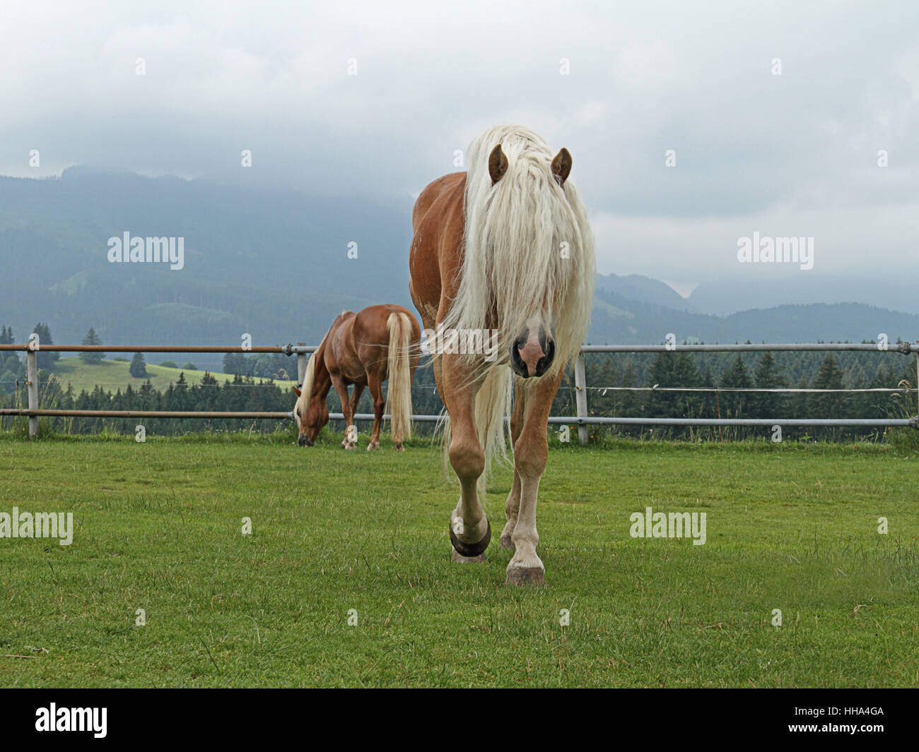 Haflinger Breeding Farm High Resolution Stock Photography and Images ...