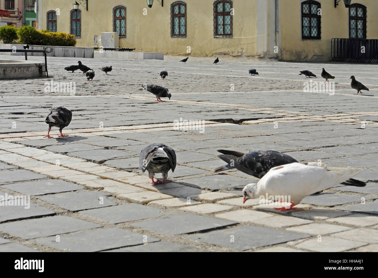 doves on marketplace Stock Photo - Alamy