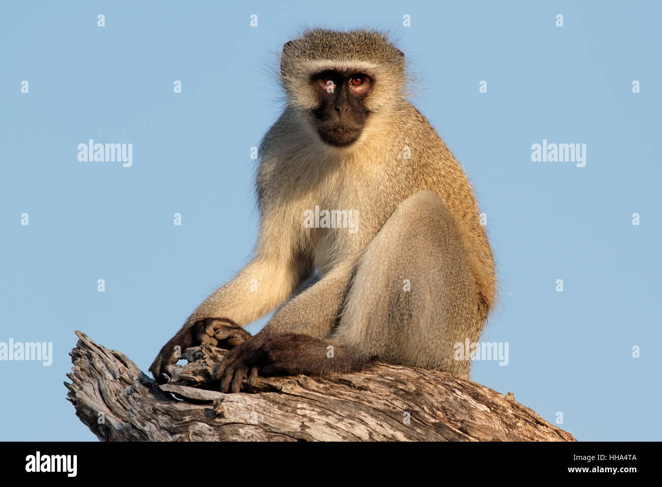 Red And Blue Faced Monkey