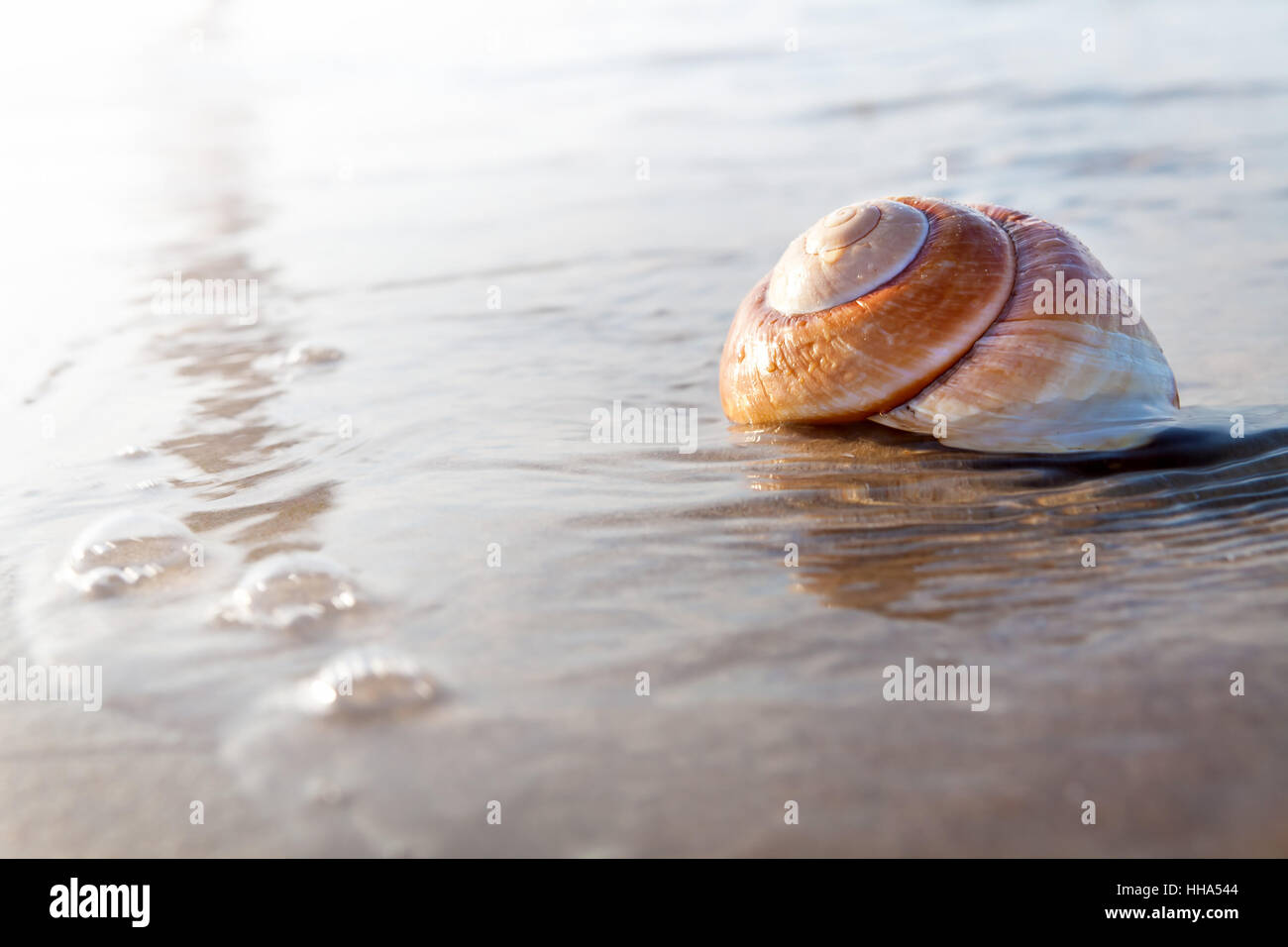 Sea shell surrounded by water on the sunny beach Stock Photo - Alamy