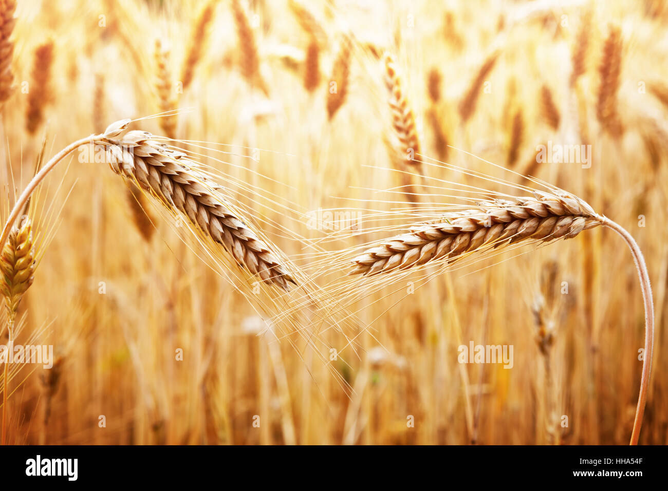 bread, agriculture, farming, field, harvest, wheat, cereal, nature ...