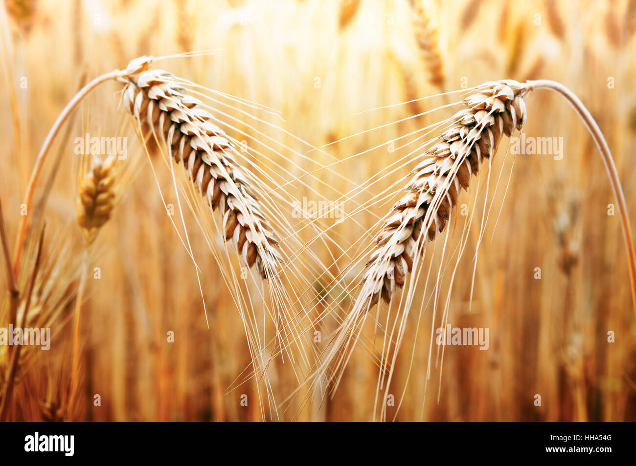 Two ears of golden wheat on the background of wheat field Stock Photo ...