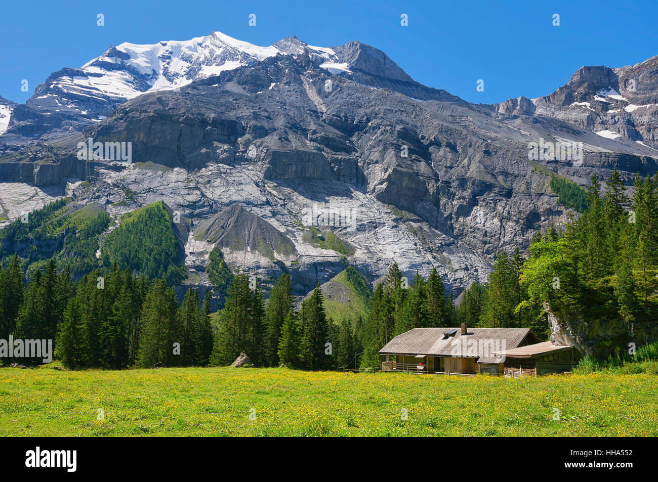 switzerland, pine, alps, switzerland, fir, glacier, larch, berner ...