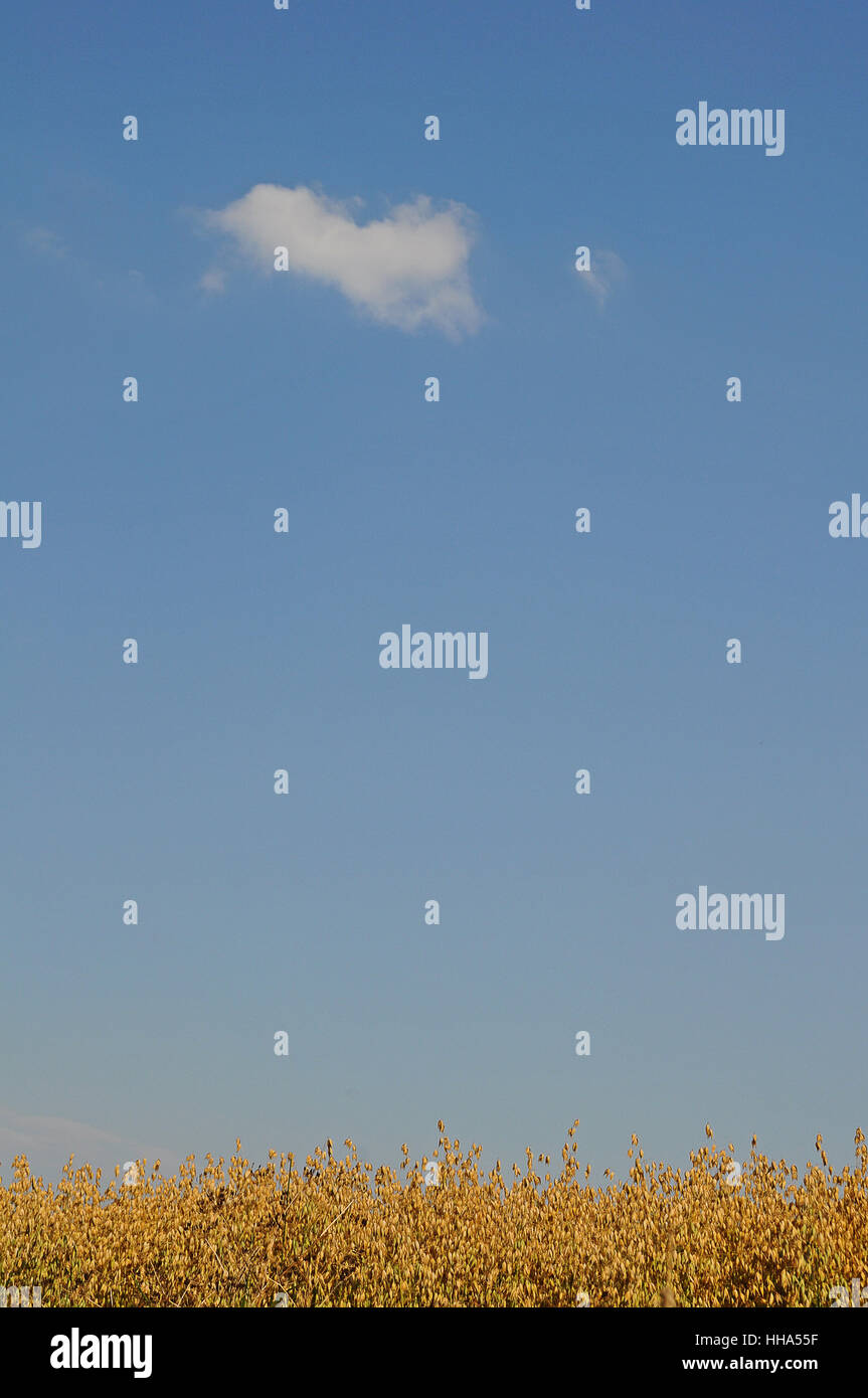 blue, cloud, oats, bluer, cloudlet, grain, cereal, blue, agriculture ...