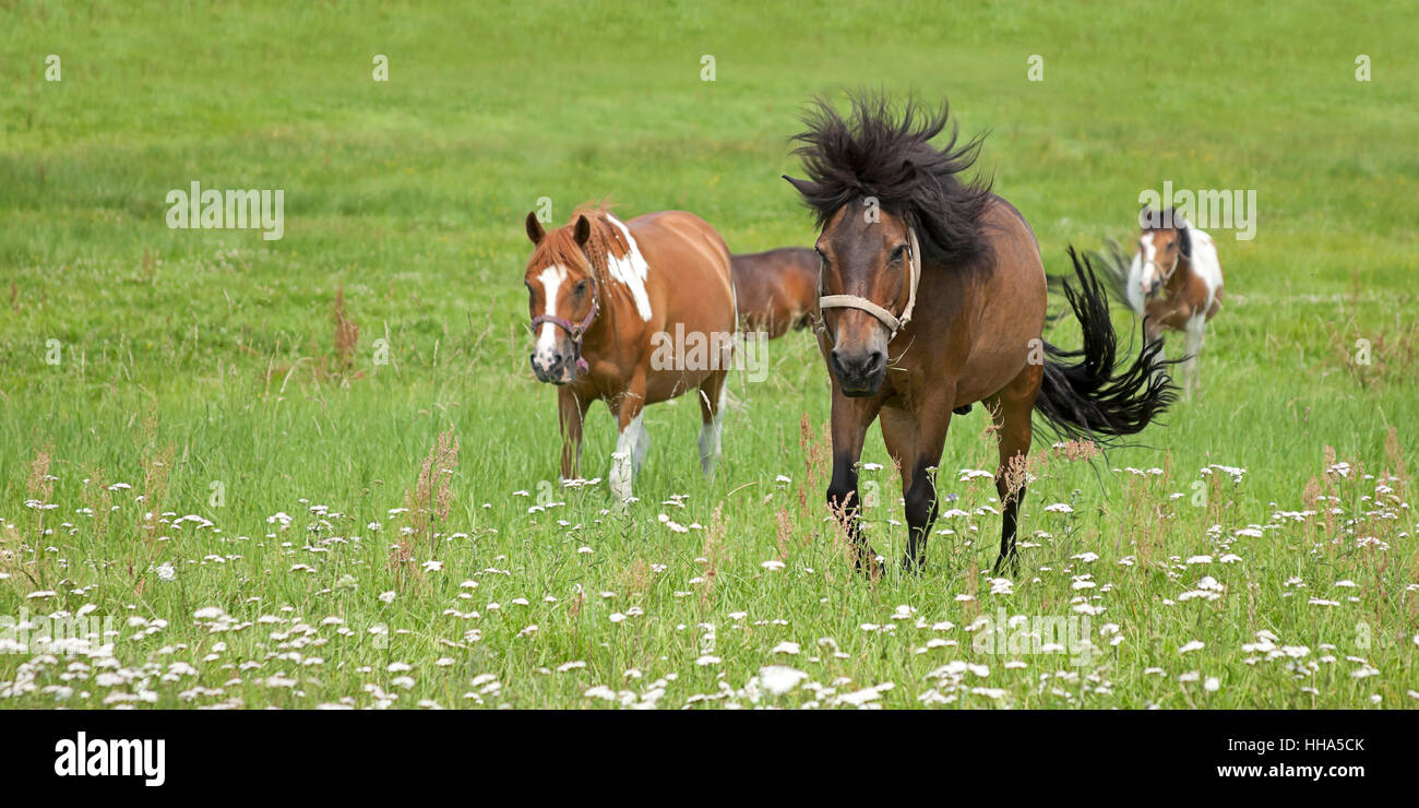 horses on the paddock Stock Photo - Alamy