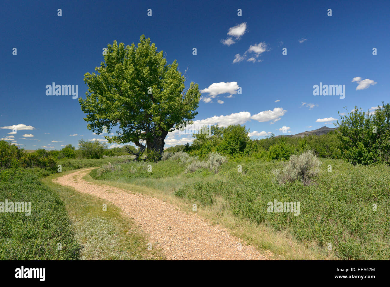 Cottonwood Tree - Populus freemontii - The Badlands, Dinosaur ...