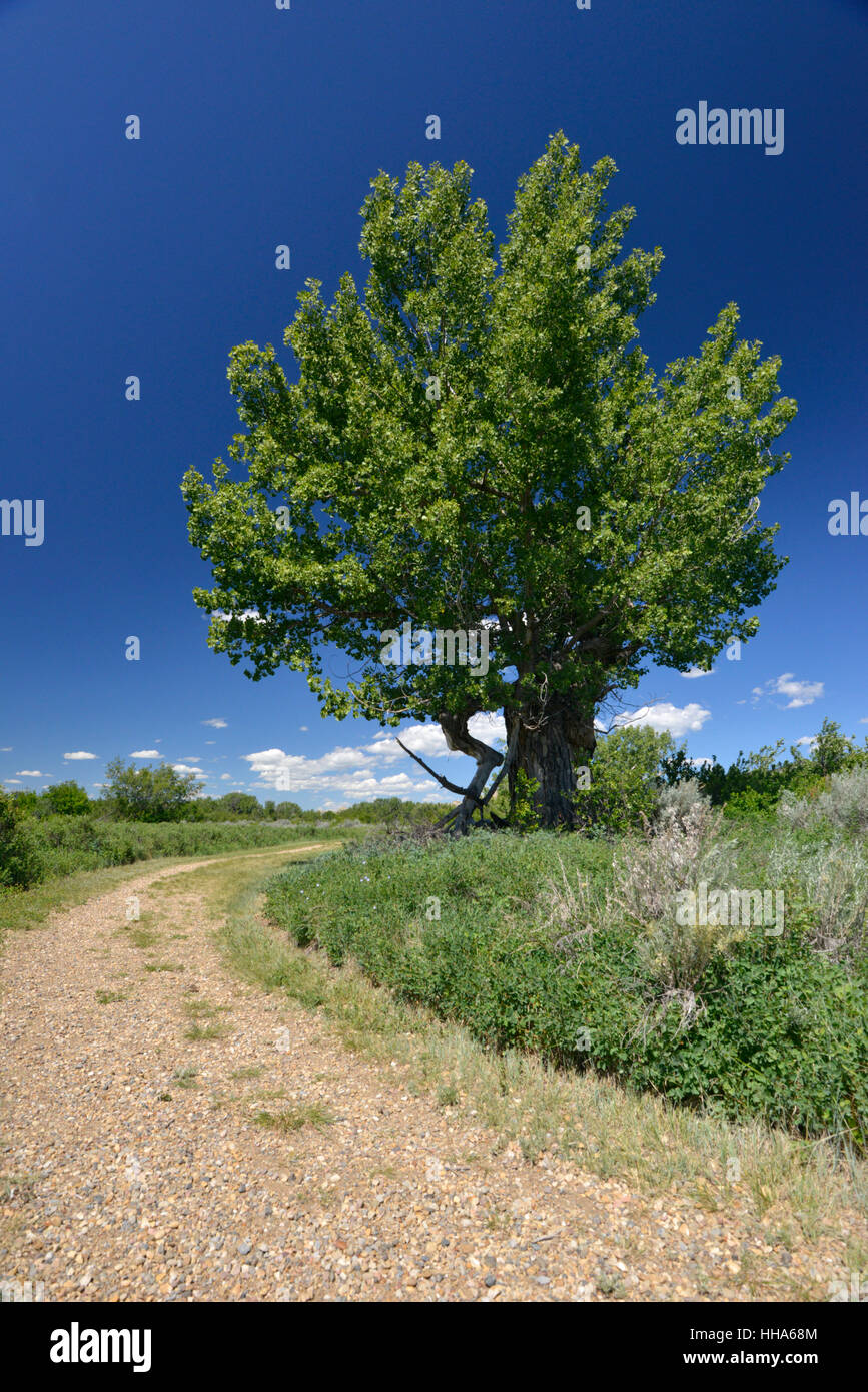 Cottonwood Tree - Populus freemontii - The Badlands, Dinosaur ...
