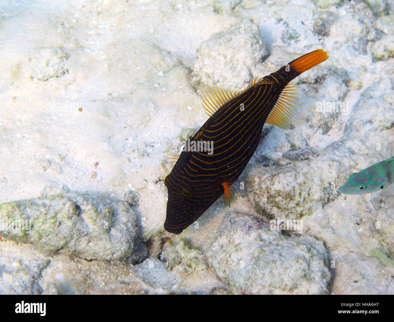 animal, fish, underwater, maldives, tail, fins, fin, swimming, pattern ...