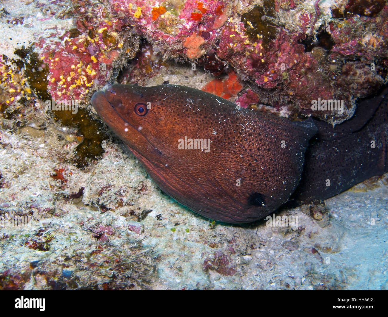 giant, fish, underwater, eel, blue, big, large, enormous, extreme ...