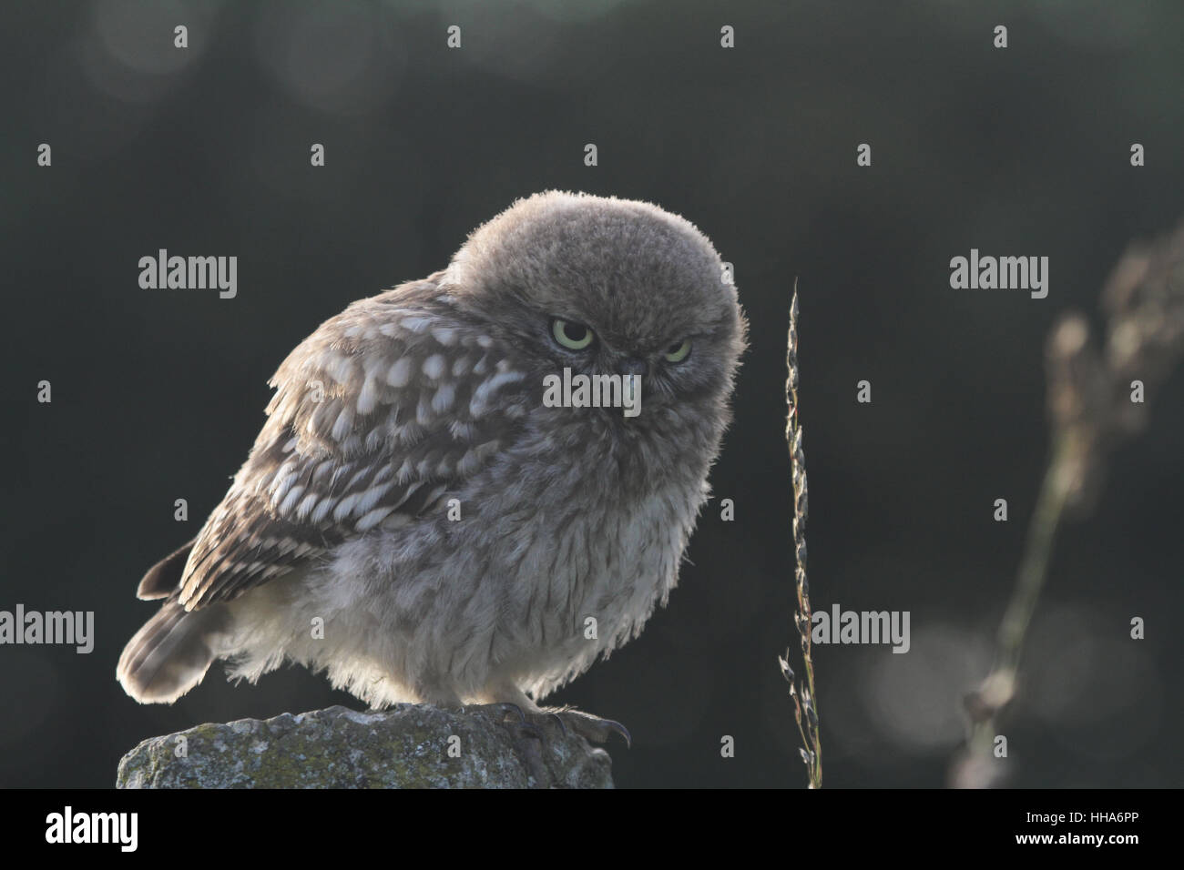 Cute Baby Pygmy Owl