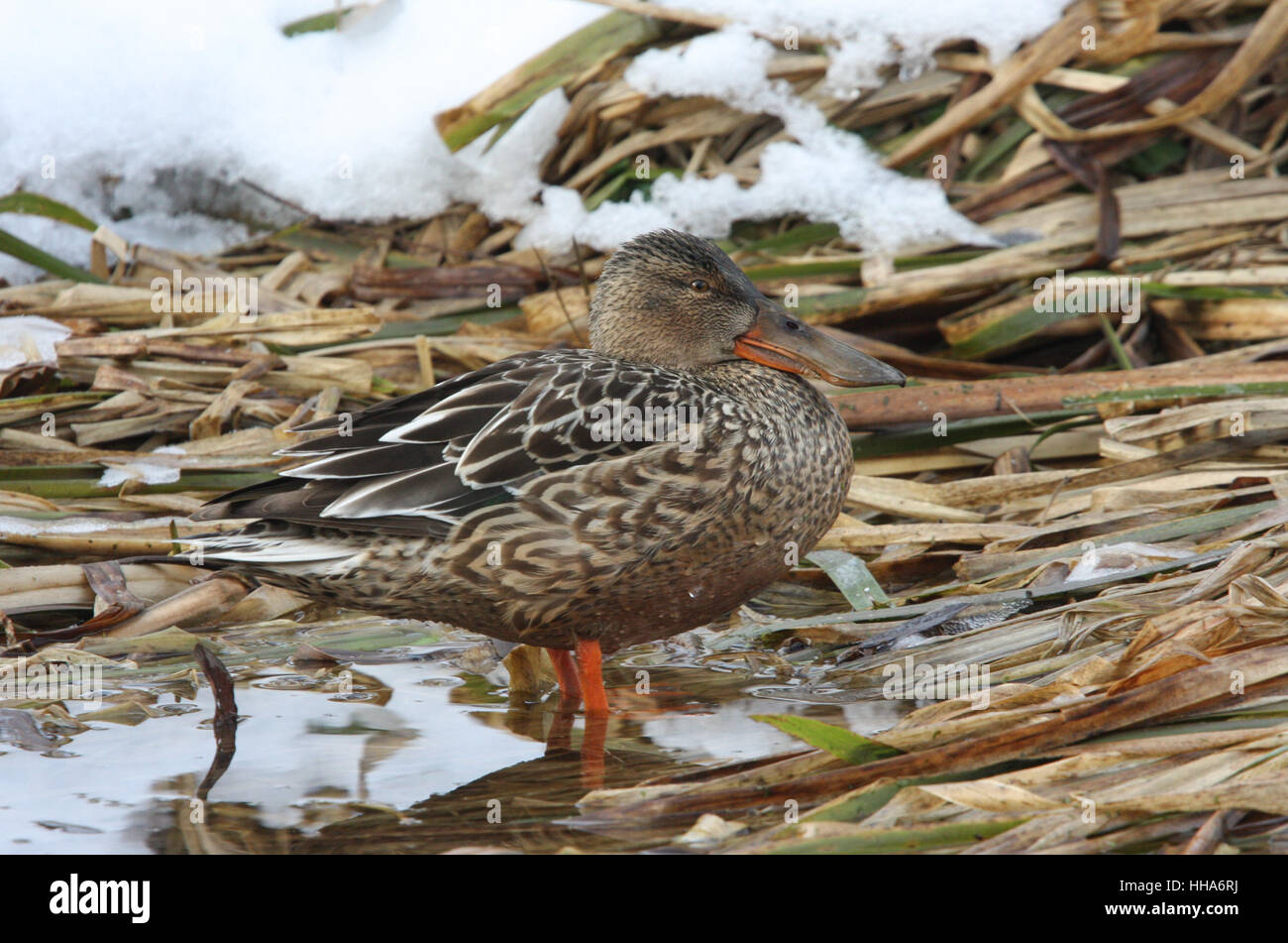 Female shoveler duck hi-res stock photography and images - Alamy