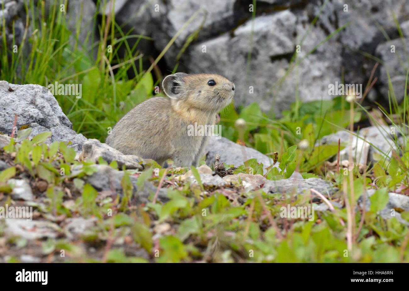 Close up pika ochotona hi-res stock photography and images - Alamy