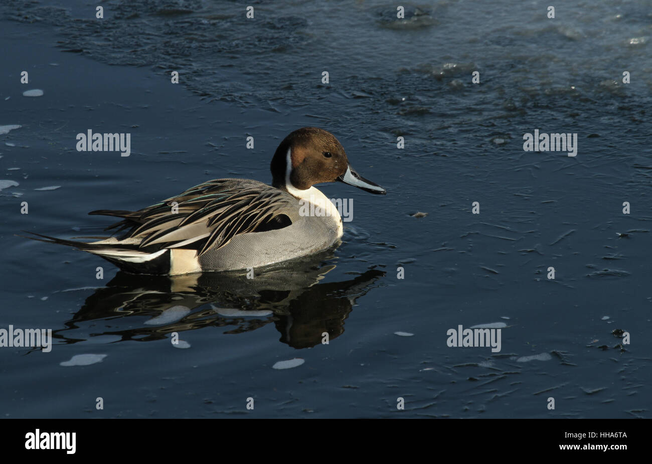 A Male Pintail (Anas acuta) swimming in the frozen lake Stock Photo - Alamy