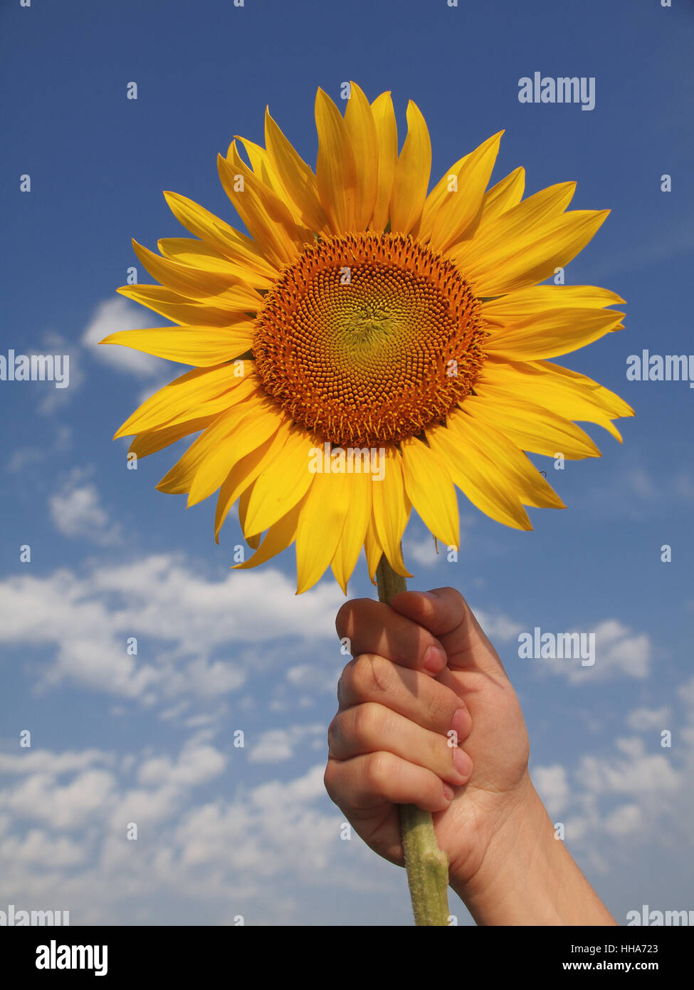 blue, flower, plant, sunflower, firmament, sky, yellow, hand, blue ...