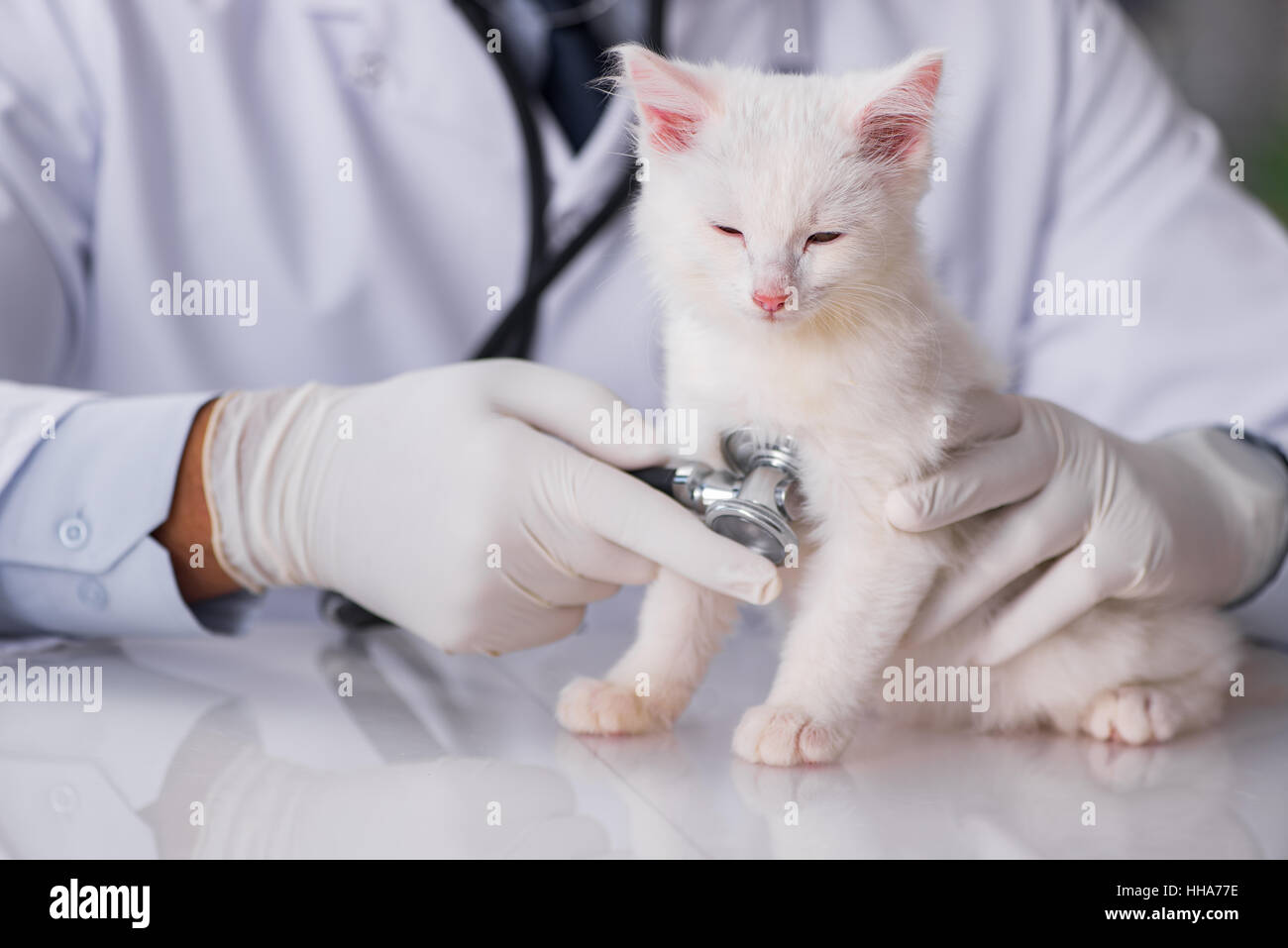 White kitten visiting vet for check up Stock Photo - Alamy