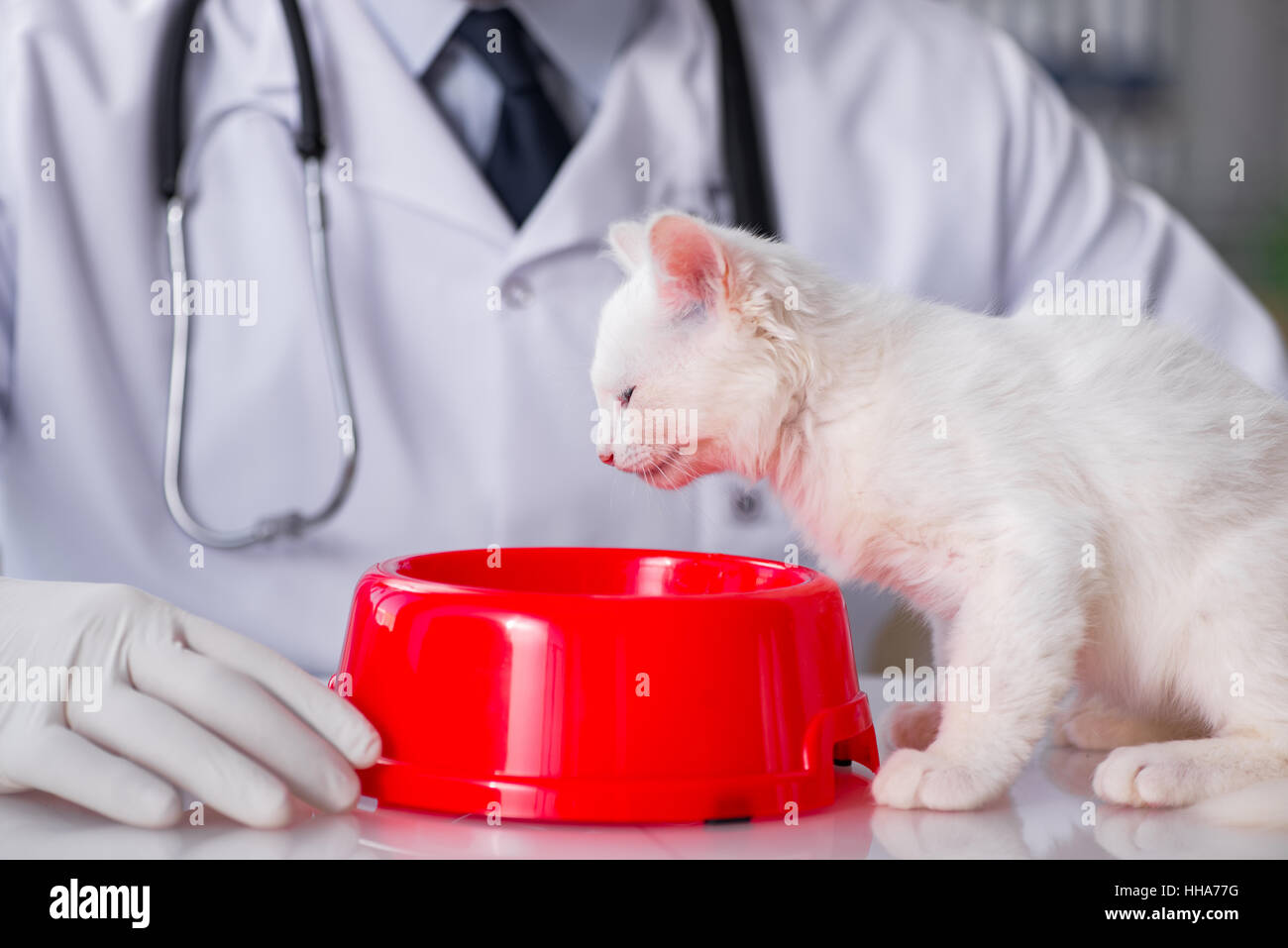 White kitten visiting vet for check up Stock Photo - Alamy