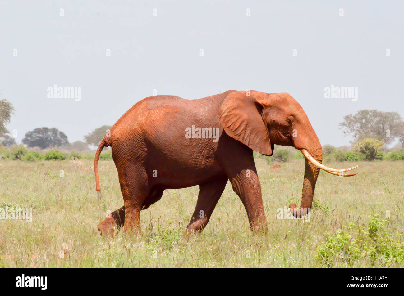 Red Elephant isolated in the savannah of Tsavo East park in Kenya Stock ...