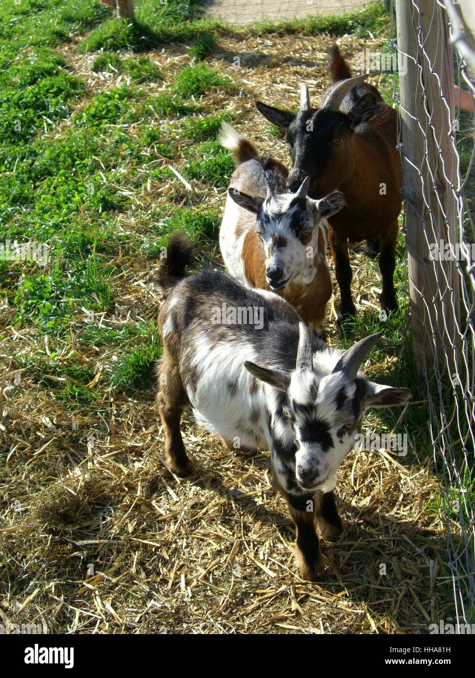 goats, zoo, three, fence, fence in, fencing, he-goat, goats, zoo, three ...