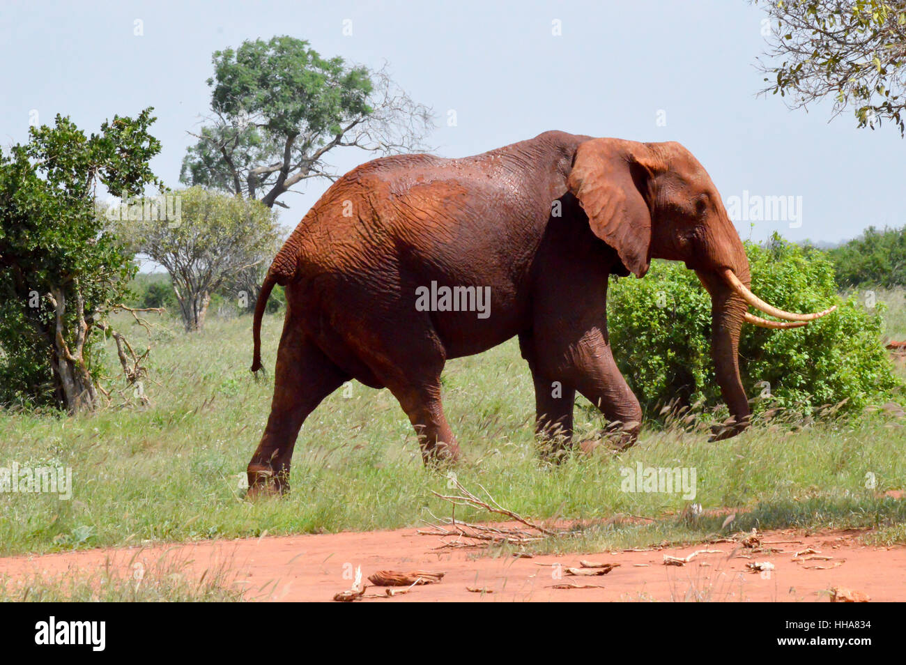 Red Elephant isolated in the savannah of Tsavo East park in Kenya Stock ...