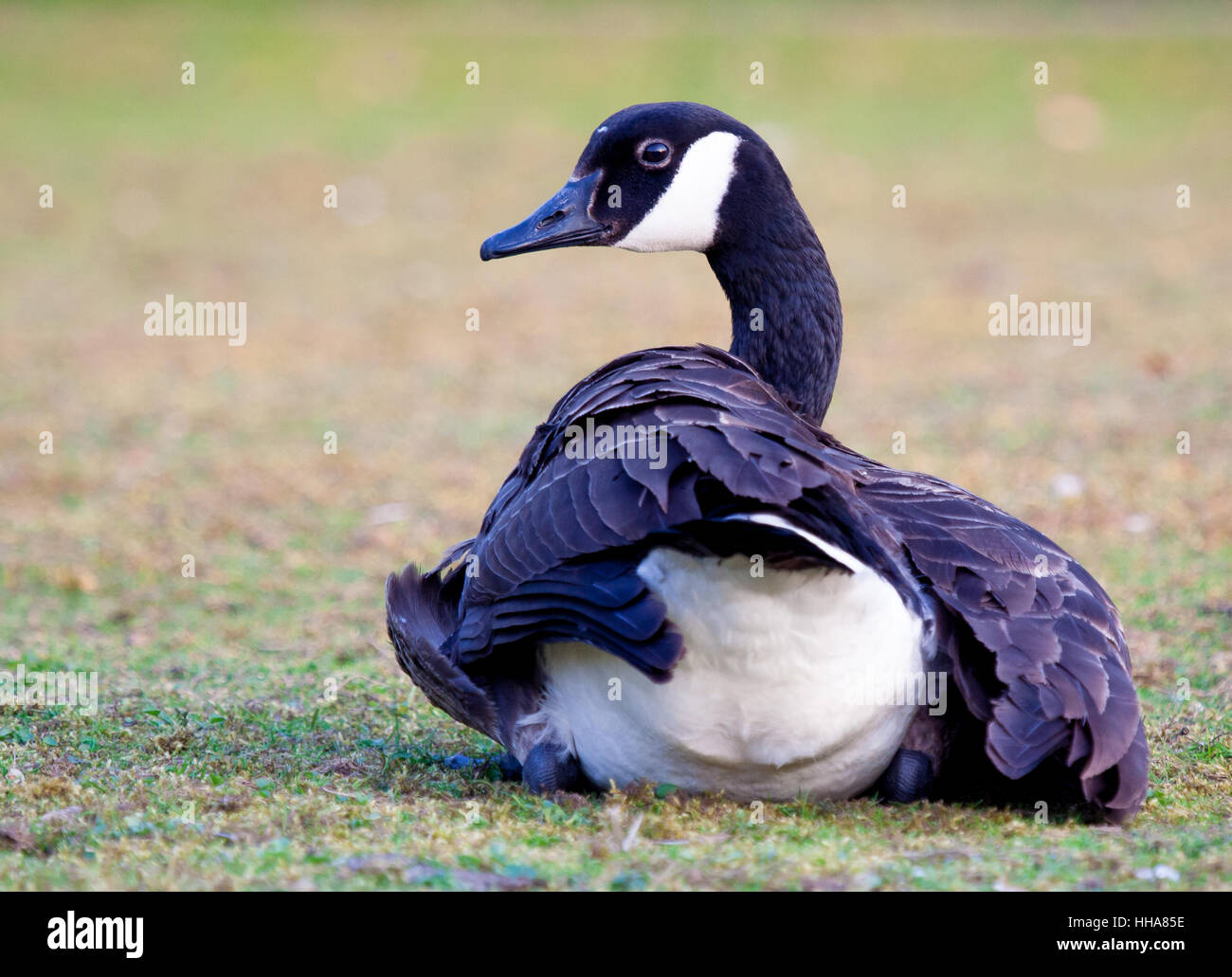 Canada goose sat on grass Stock Photo - Alamy