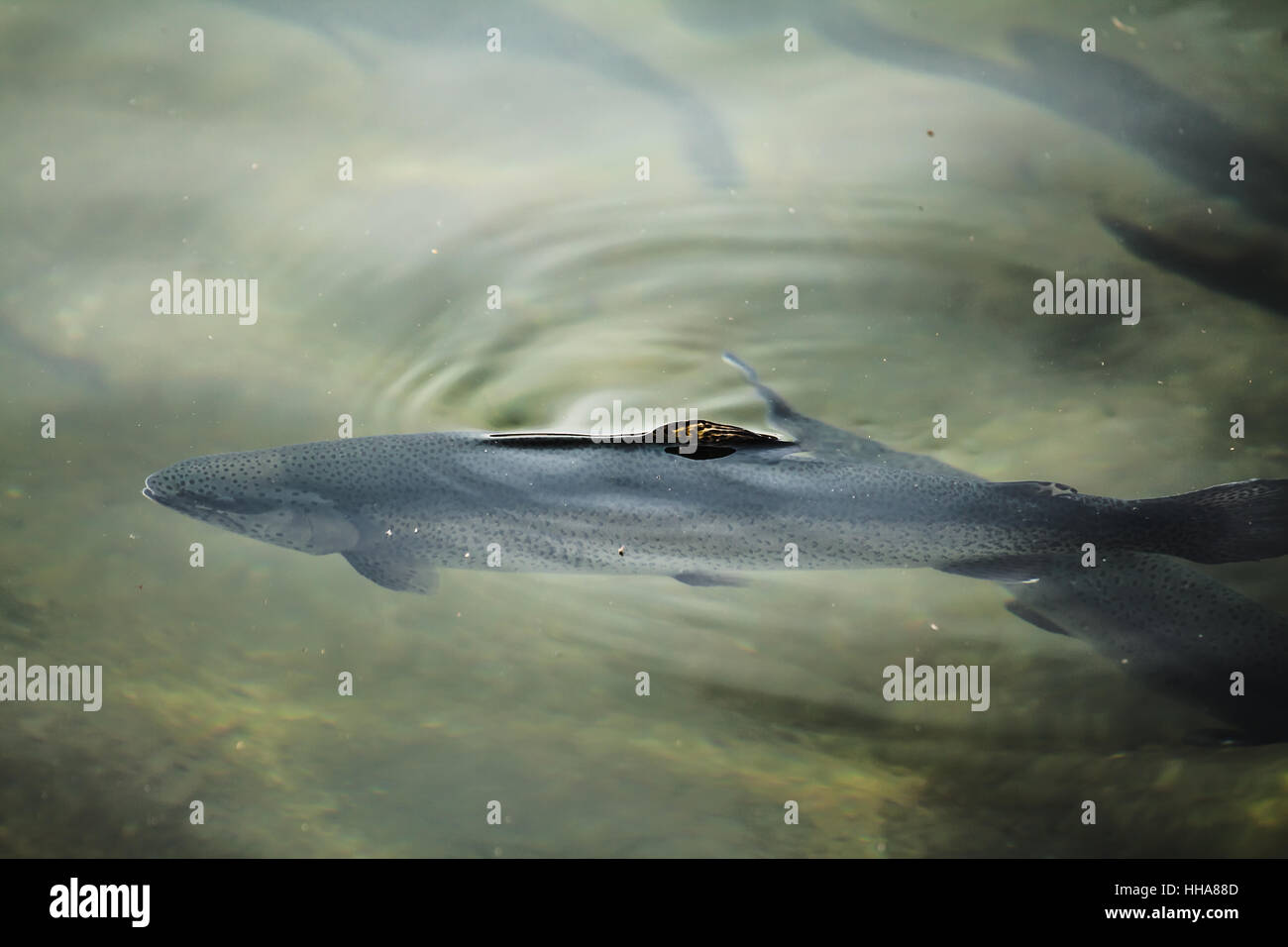 mountain trout fish in water closeup on a hatchery Stock Photo - Alamy