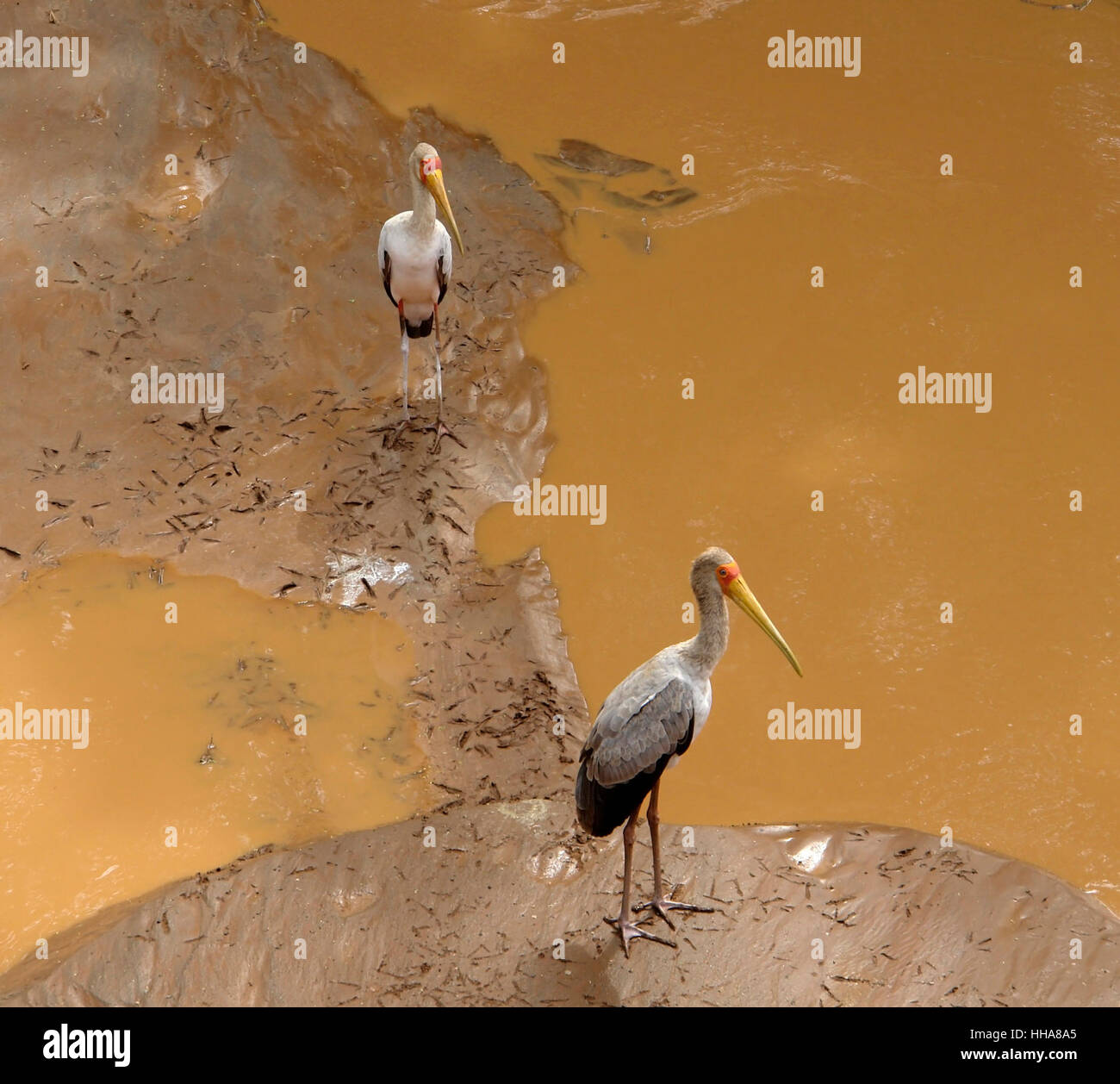 two Storks at a water hole in Tanzania (Africa Stock Photo - Alamy