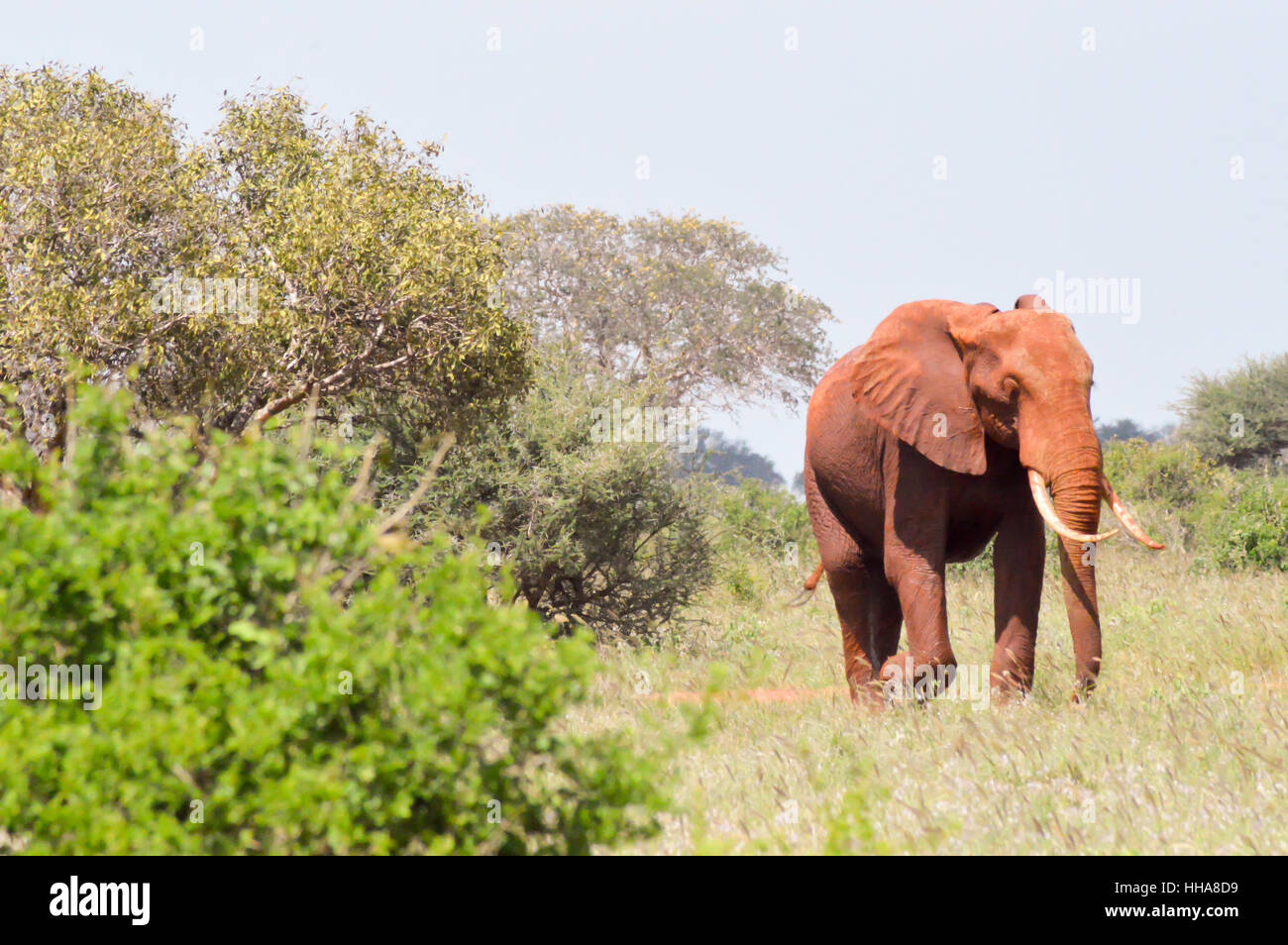 Red Elephants isolated in the savannah of Tsavo East Park in Kenya ...