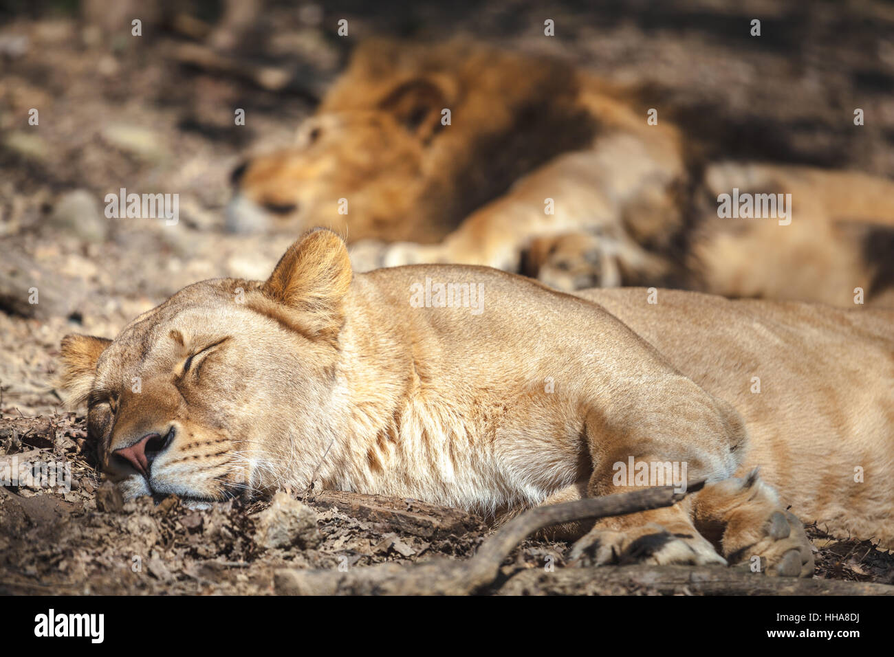 lion and lioness sleeping Stock Photo - Alamy