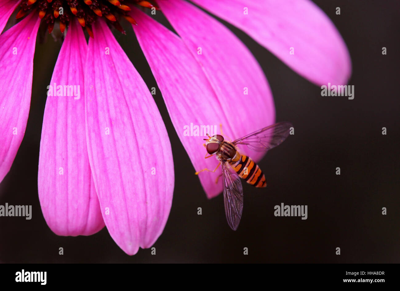 purple, fly, violet, petal, sun shade, colour, insect, flower, plant ...