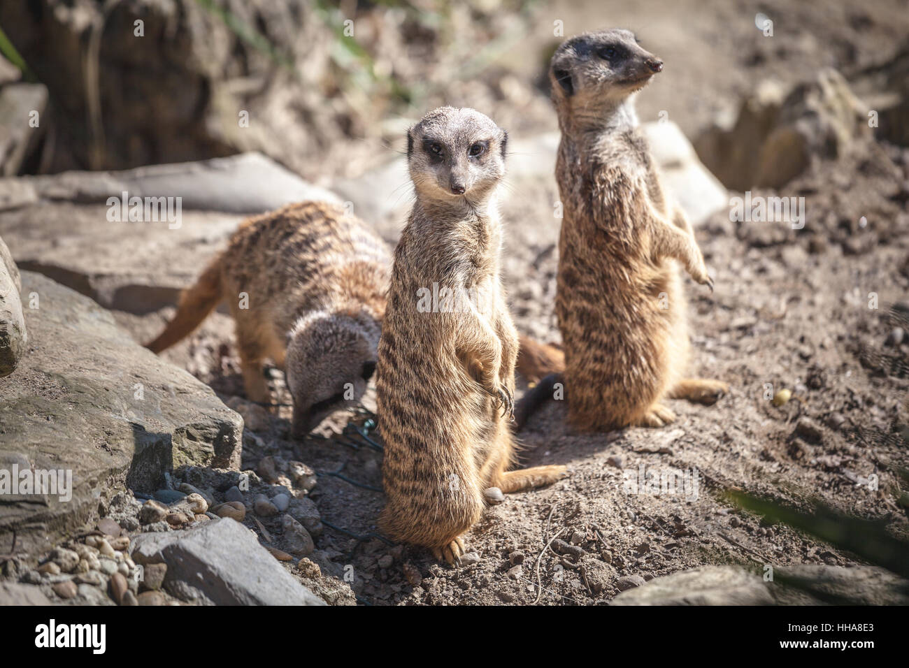 3 suricates meerkat Stock Photo - Alamy