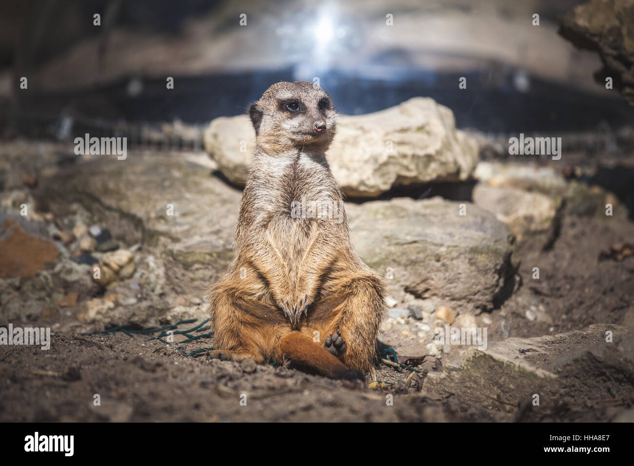 meerkat or suricate sitting Stock Photo - Alamy