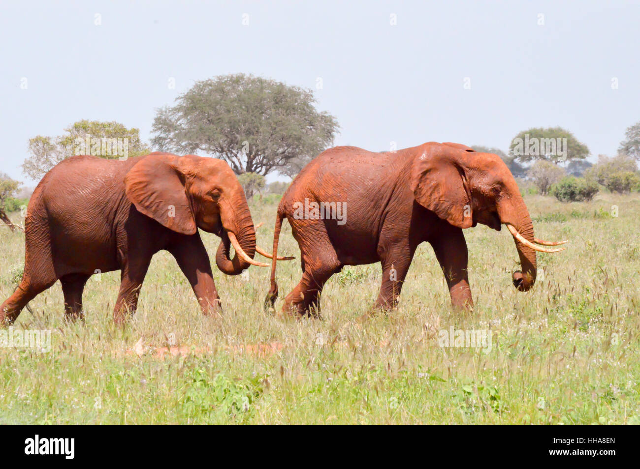 Two Red Elephants isolated in the savanna of Tsavo East Park in Kenya ...