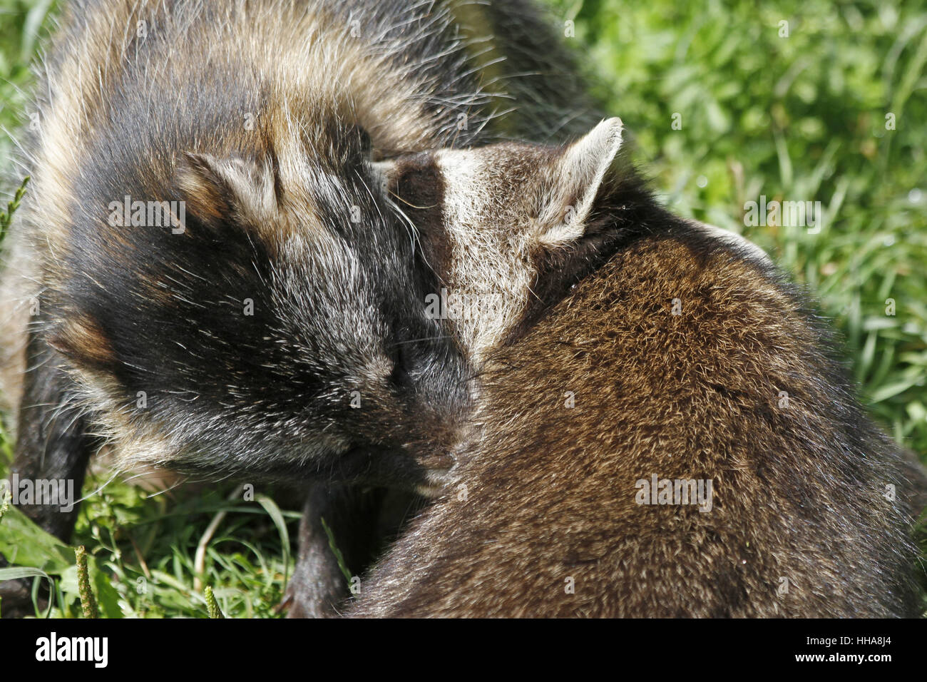anomalous, unusual, predator, raccoon, coon, washable, friends, mammal ...