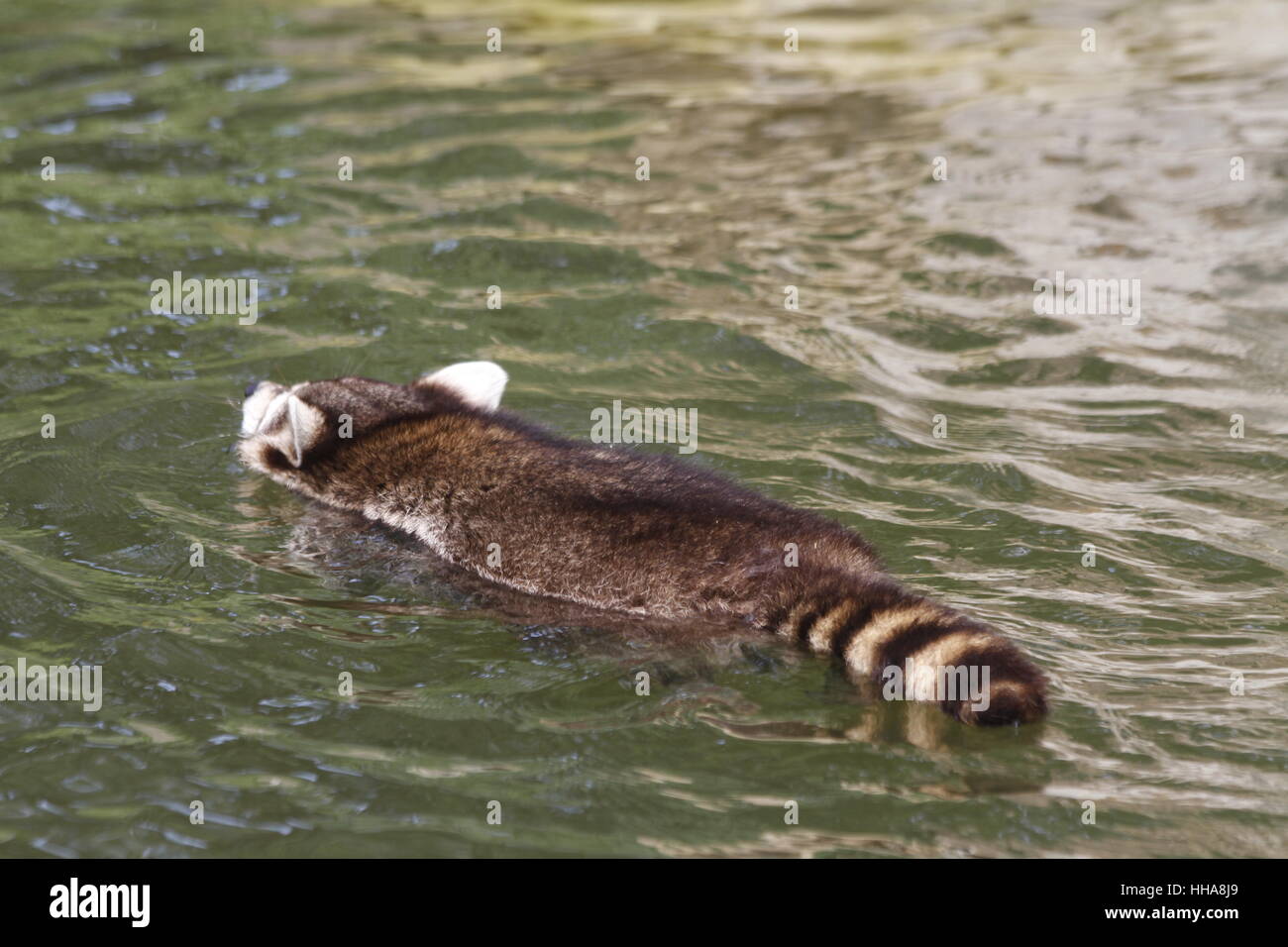 witty, raccoon, coon, fur bearing animal, washable, water, swimming ...
