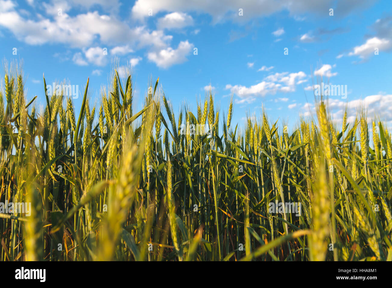 wheat green field Stock Photo - Alamy