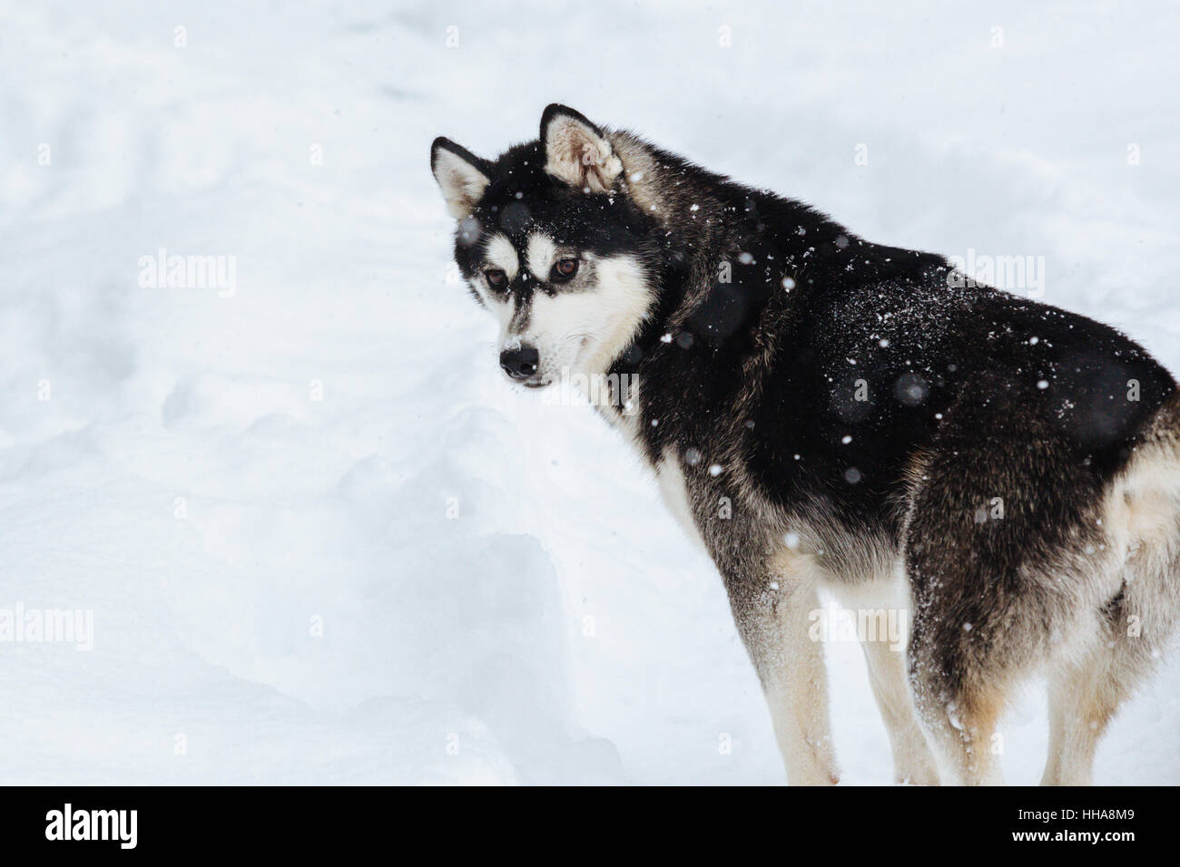 Siberian Husky plays in fresh snow, Husky, dog Stock Photo - Alamy