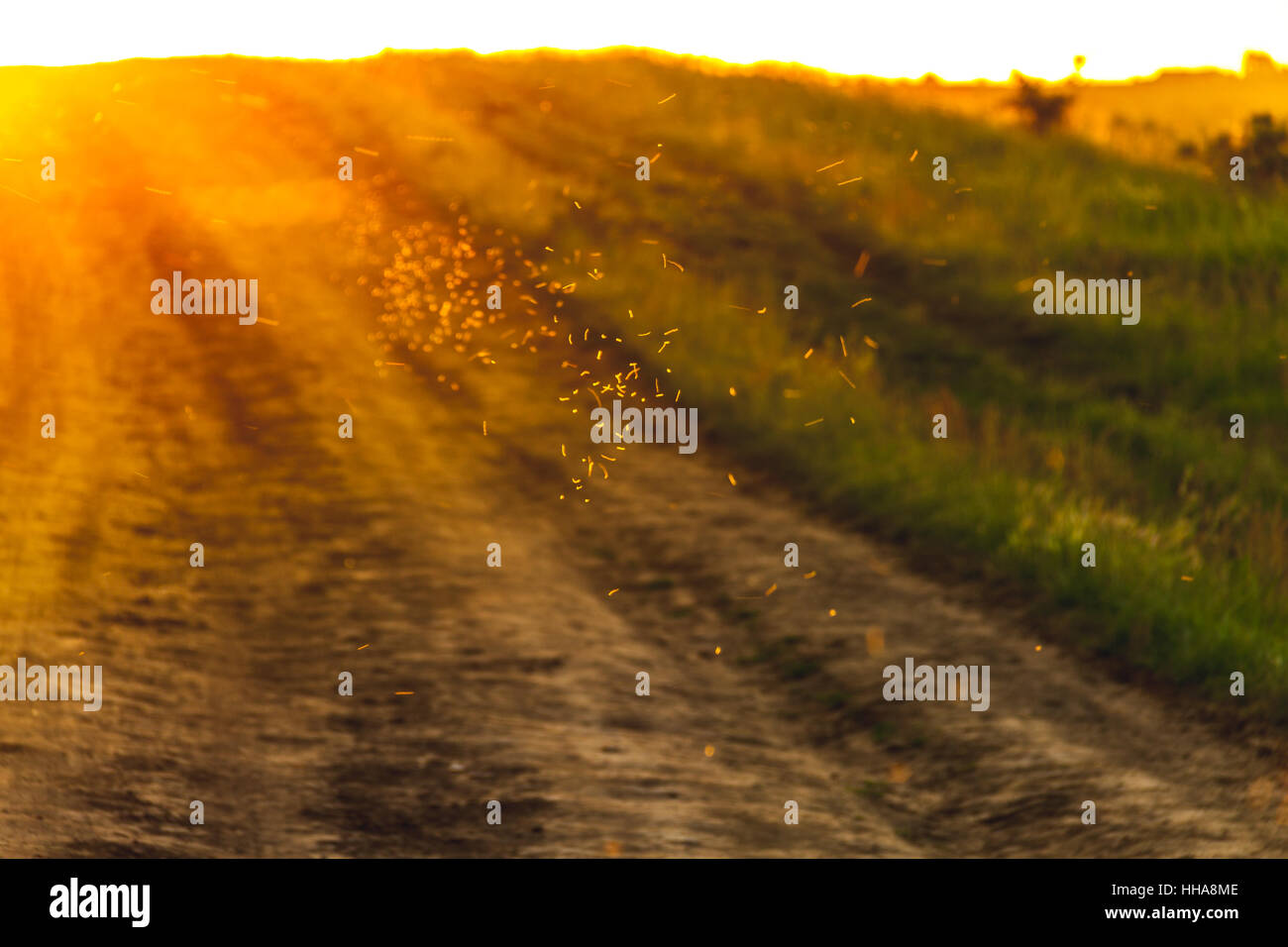 insects flying into the sunlight at sunset Stock Photo - Alamy