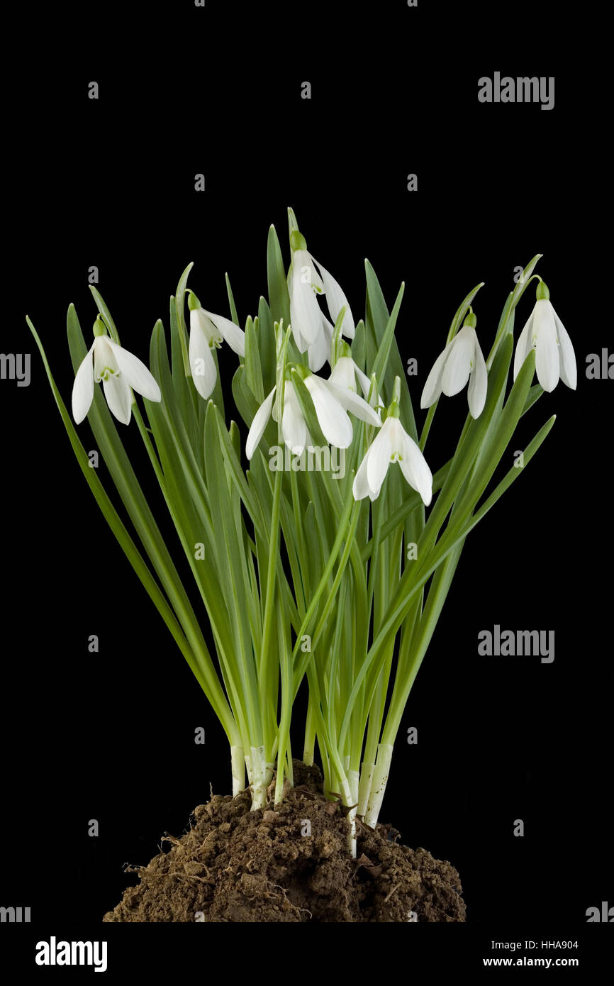 flower, plant, spring, snowdrop, growth, seasonal, leaf, isolated ...