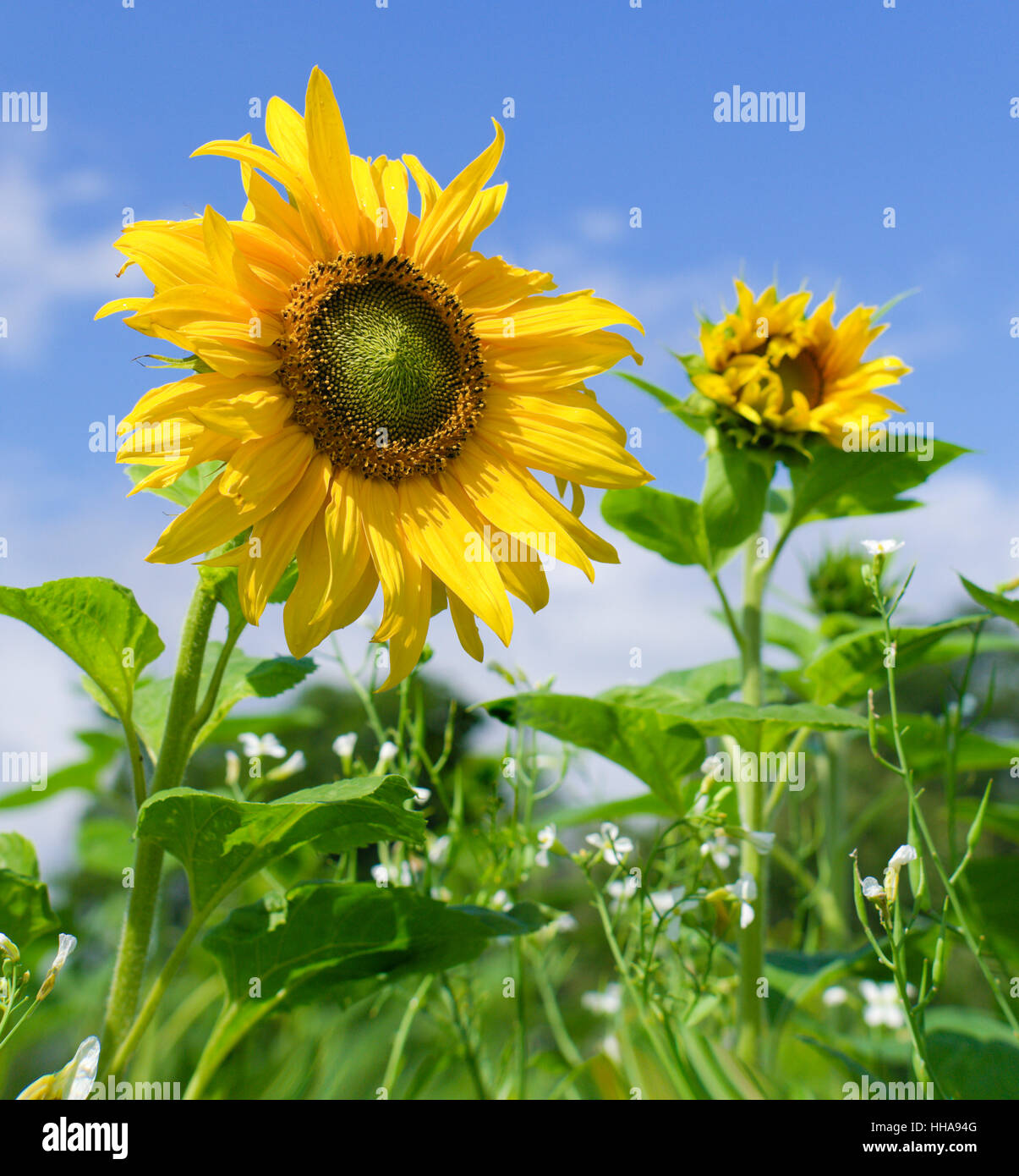 flower, plant, summer, summerly, sunflower, spring, blooming, yellow, blue Stock Photo - Alamy